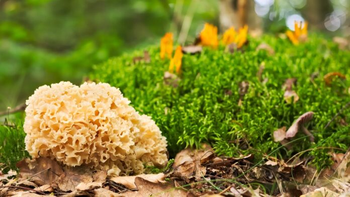 Grzyb jak gąbka: Odkryj orzechowy smak siedzunia sosnowego